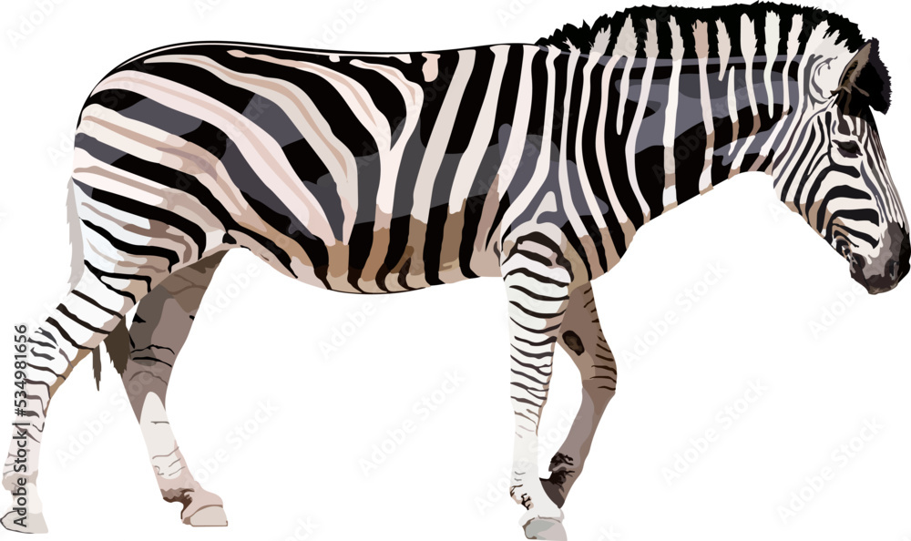 Zebra colored drawing realistic. Vector illustration wild animal. Stock ...
