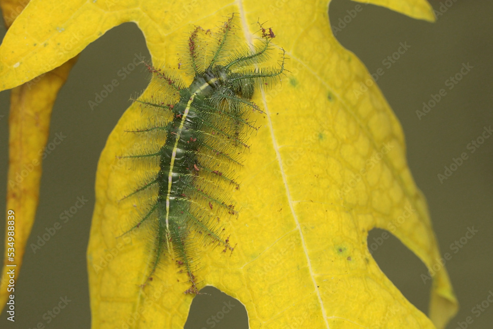 A caterpillar of the common baron is eating a fern leaf that grows wild ...
