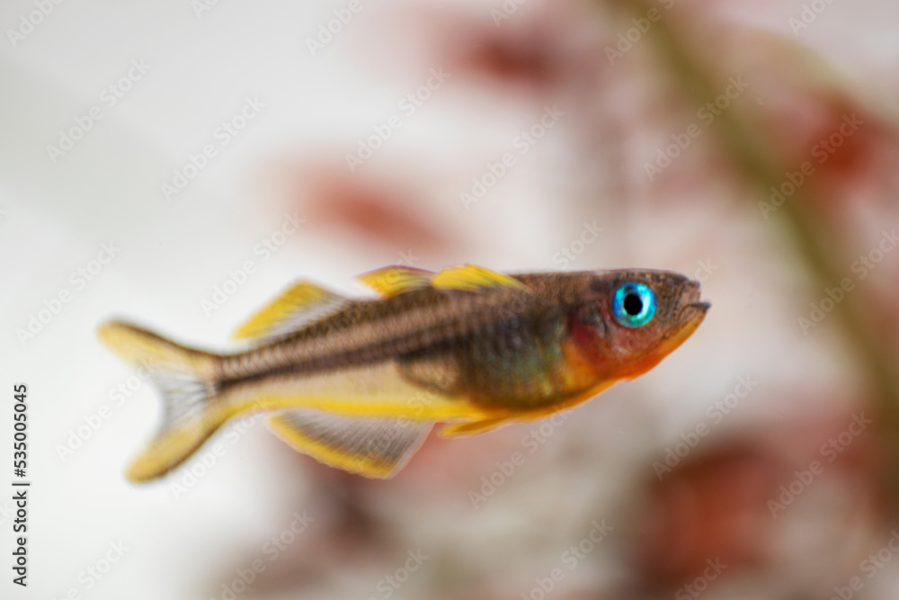 Popondichthys furcatus, Forktail blue eye, yellow forktail Pseudomugil ...