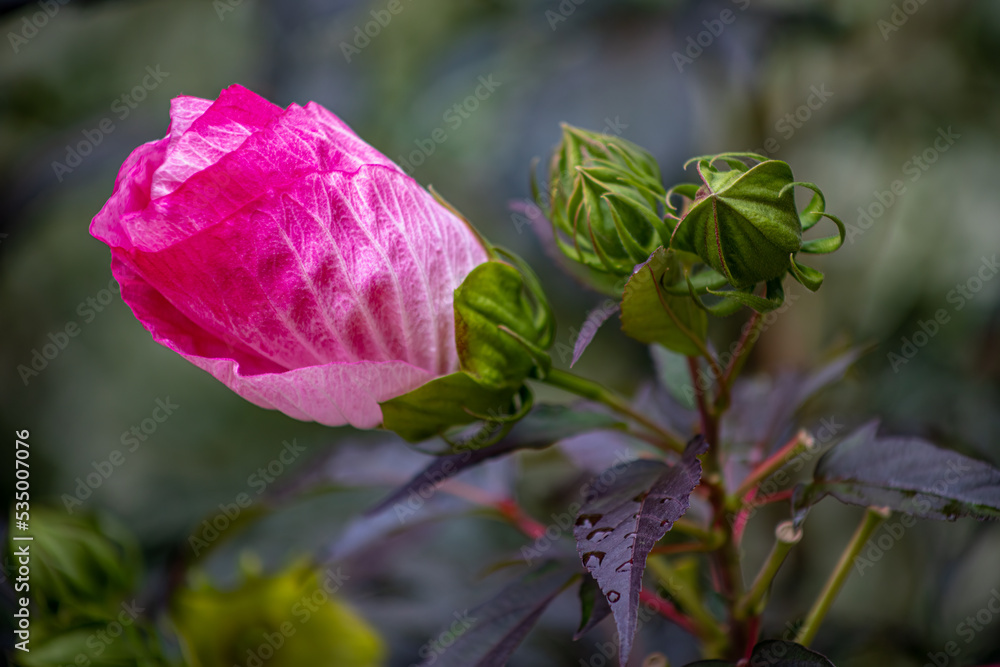 Foto de Pink Rose Mallow Portrait Closeup With Several Buds Around It ...