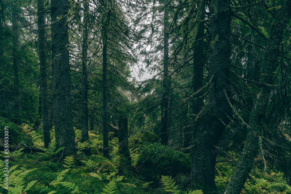 Primeval forest of Svartdalstjerna Forest Reserve, Totenaasen Hills ...