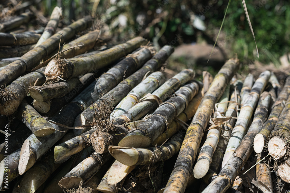 sugar cane freshly cut by a farmer from the escopetera and pirza ...