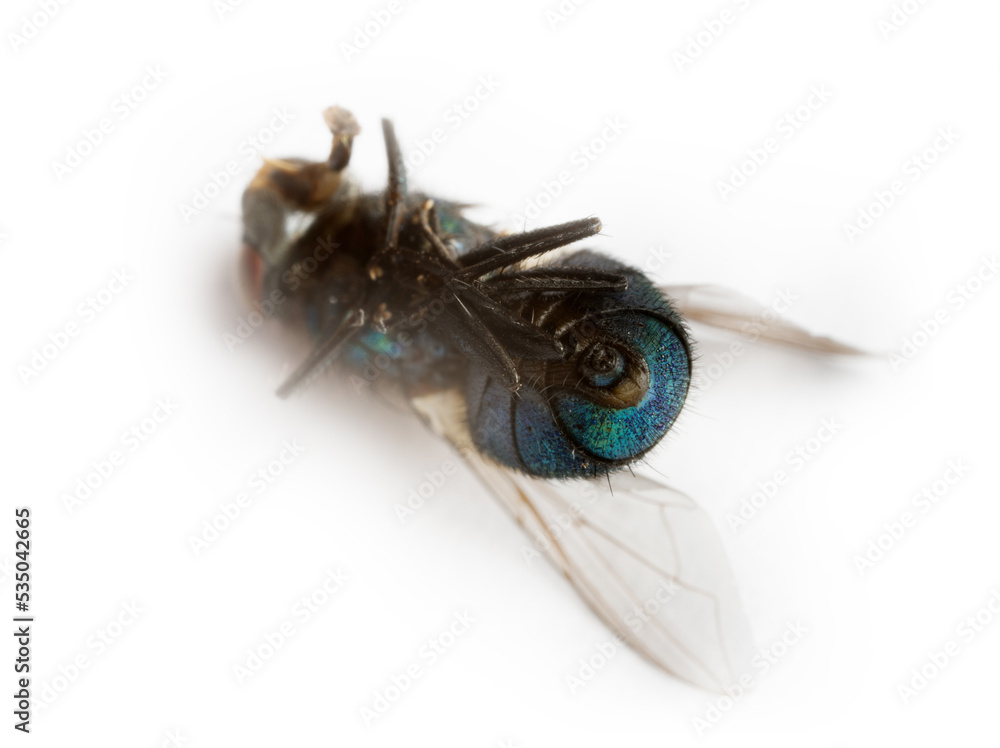 Fly flap. Kill the fly. Dead fly. Destruction of flies as carriers of ...
