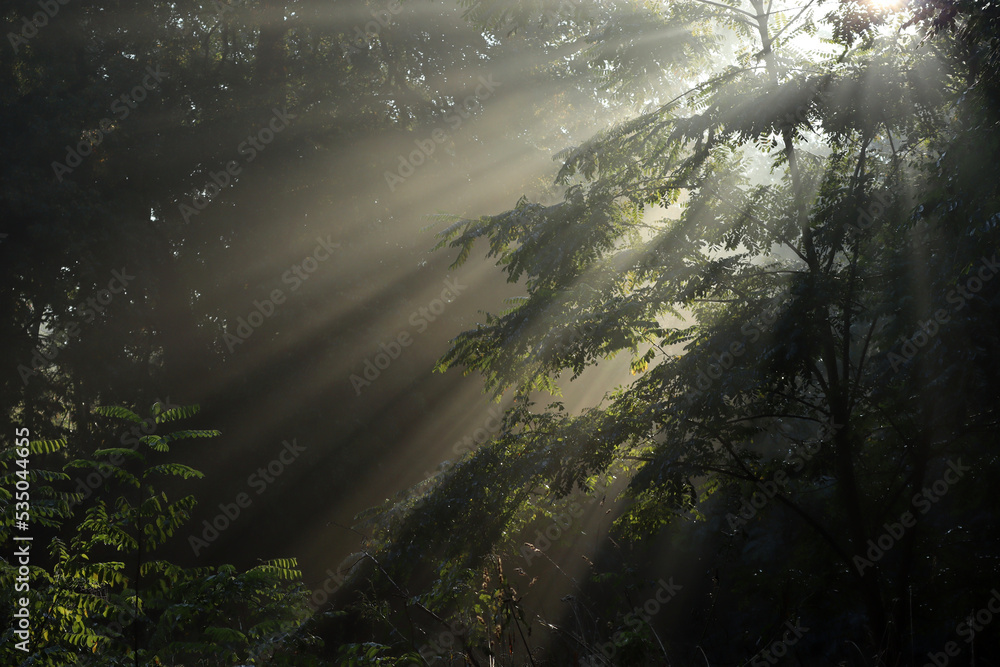 las, mgła, świt, drzewa. natura, liście #535044655 - Drzewa - Obrazy