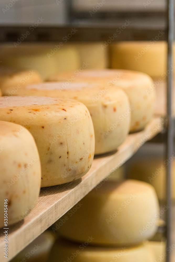 Rows of cheese on wooden shelves at cheese making factory. Drying the ...