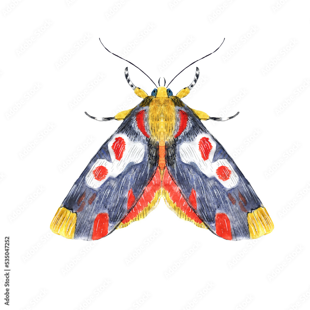 Watercolor moth. Hand drawn. Design for temporary tattoo, card ...