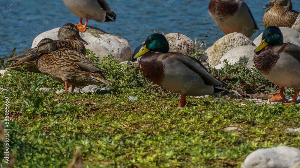 Fotografia do Stock: Pato común de cabeza verde Pato de Collar tienen ...