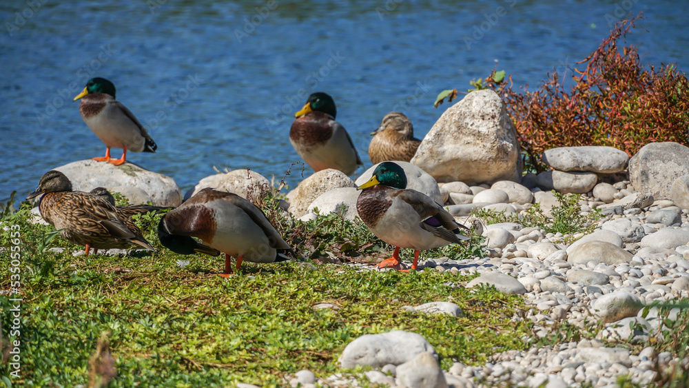Foto de Pato común de cabeza verde Pato de Collar tienen la cabeza de ...