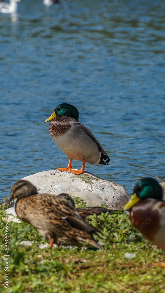 Pato común de cabeza verde Pato de Collar tienen la cabeza de color ...