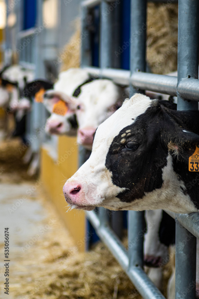 Beef production facility. Close-up of a cow eating fodder from the ...