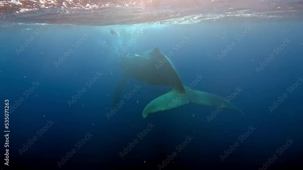 Swimming with whale in pure transparent water in Indian ocean. Blue ...