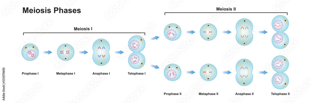 Scientific Designing of Meiosis Phases. Germ Cell Division Process ...