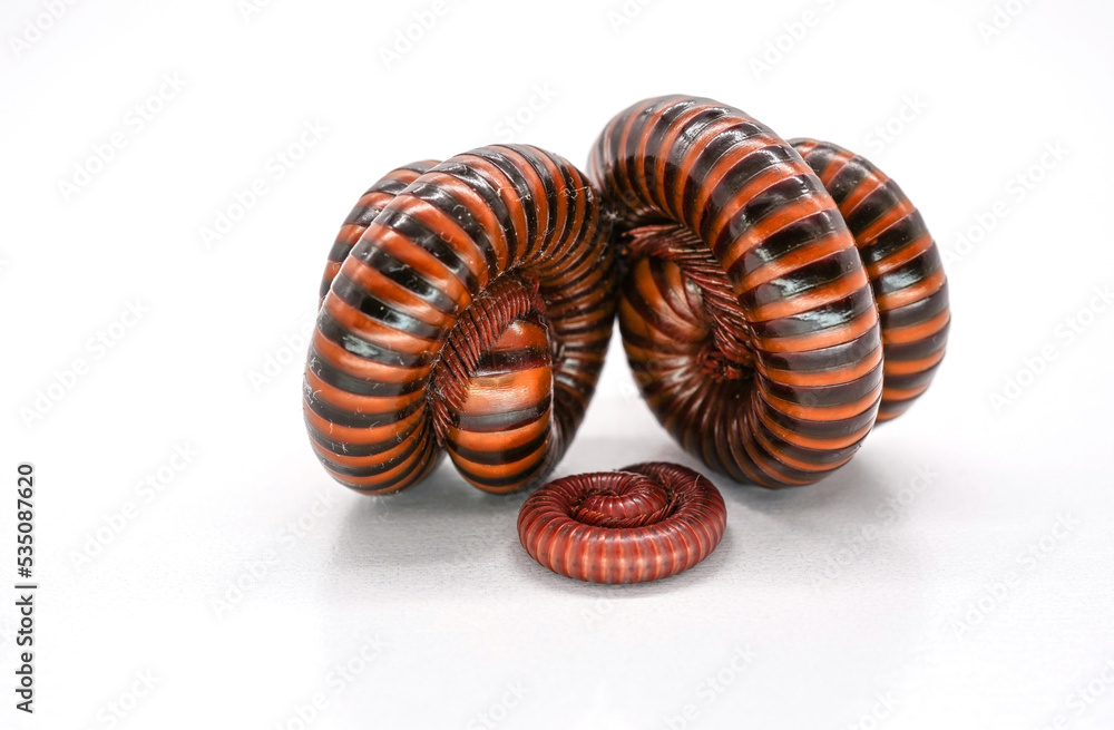 Millipedes. The giant breed of giants compared to the small ones. Stock ...