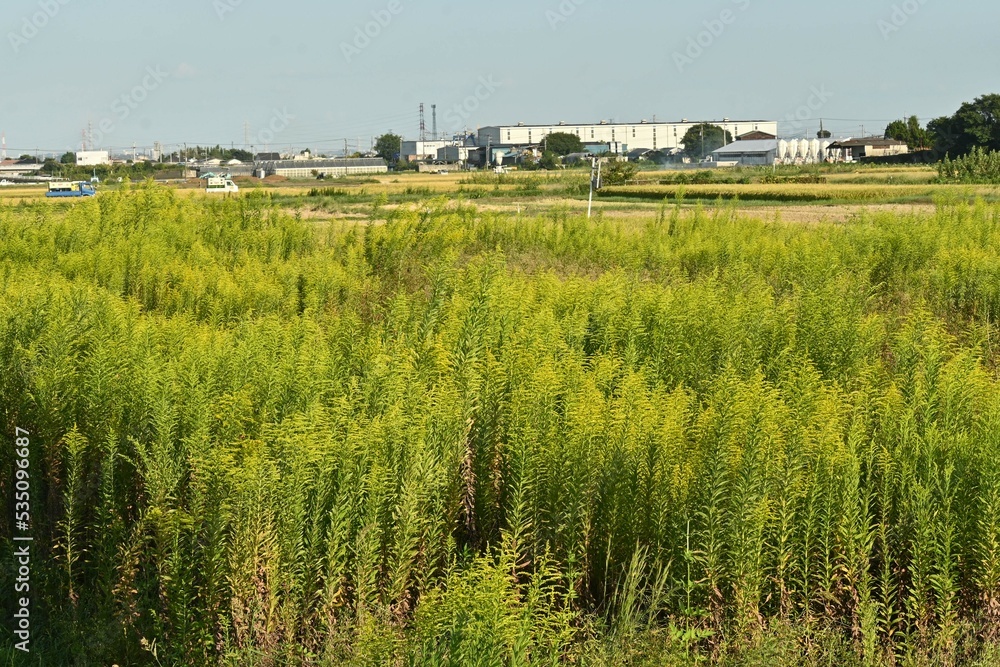Tall goldenrod flowers. Asteraceae perennial plants. The flowering ...