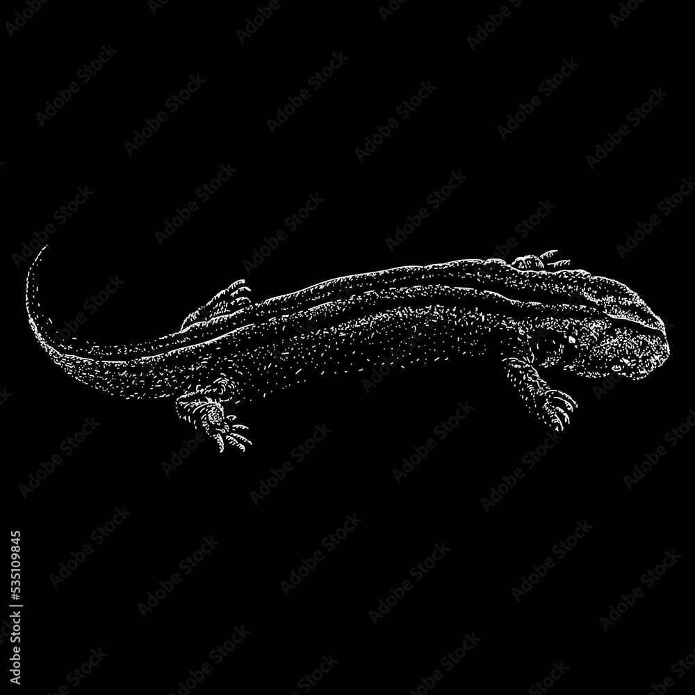 Hellbender hand drawing. Vector illustration isolated on black ...