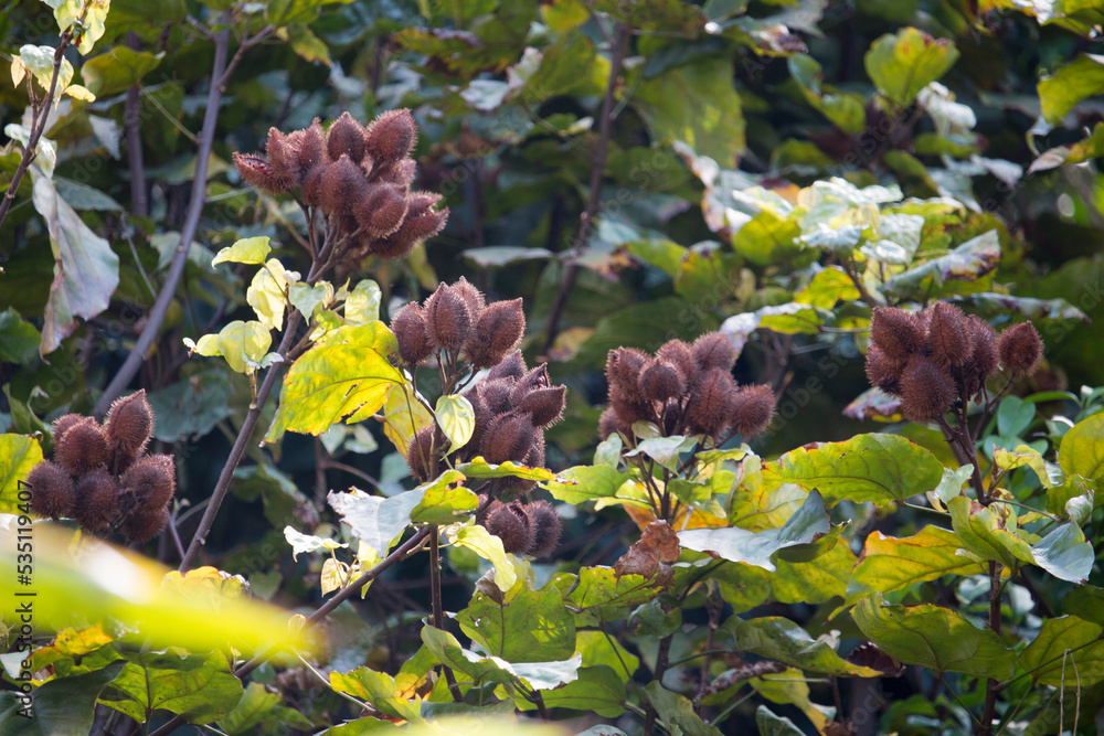 Foto de Urucuzeiro é uma árvore cujo fruto é o urucum, de onde se ...