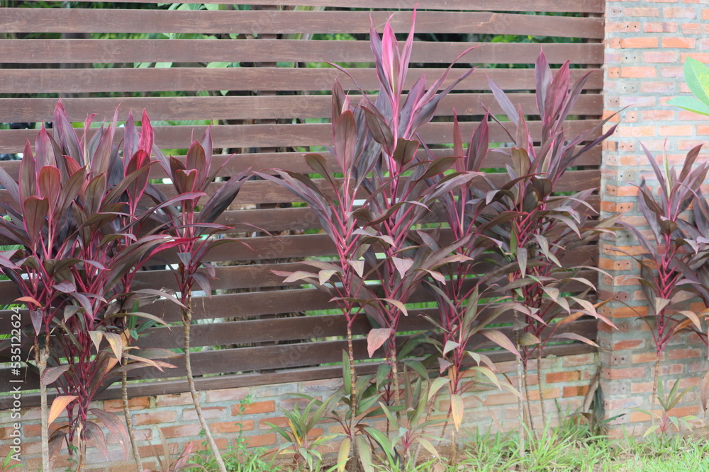 Cambodia. Cordyline fruticosa is an evergreen flowering plant in the ...
