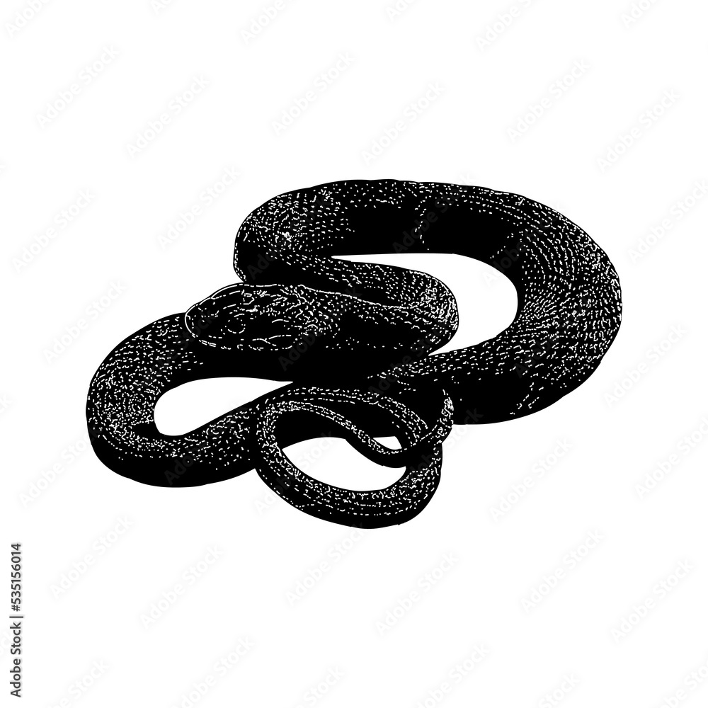 Banded Water Snake hand drawing vector illustration isolated on ...