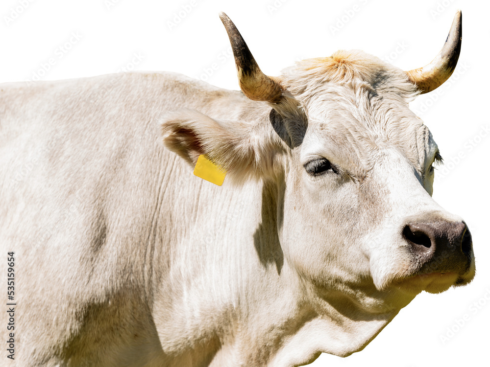 Portrait of a white cow (heifer) with horns isolated on transparent ...
