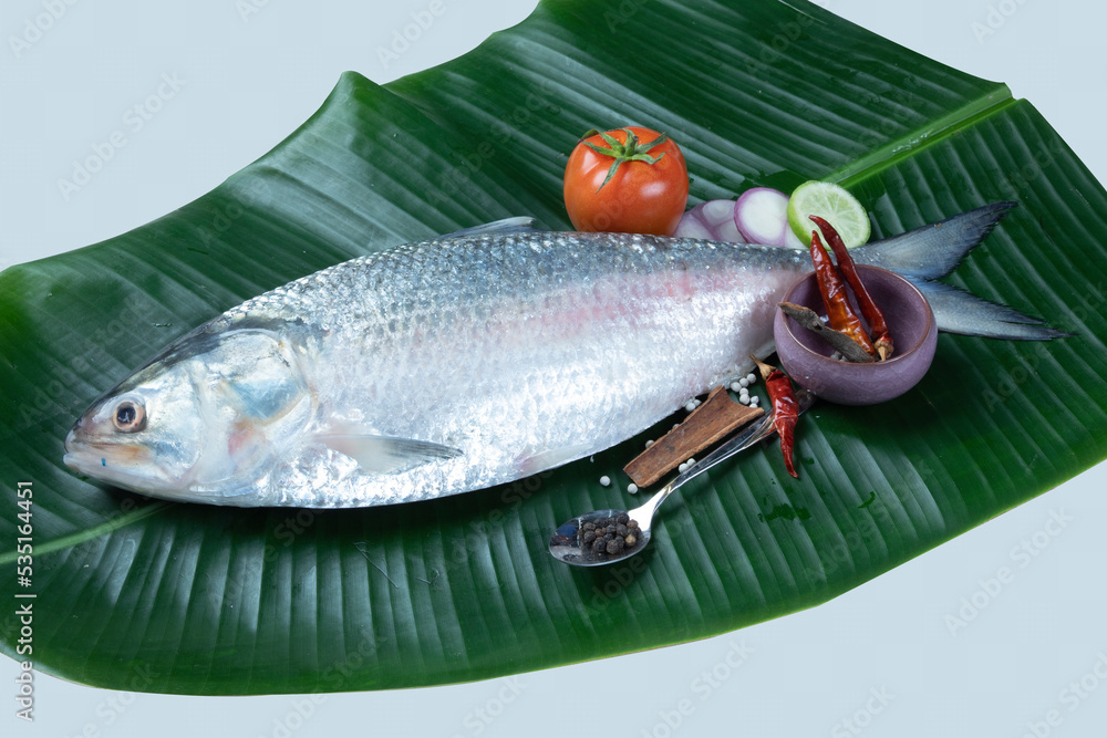 Boishakh panta ilish National fish of Bangladesh Hilsafish ilisha terbuk hilsa herring or hilsa ...