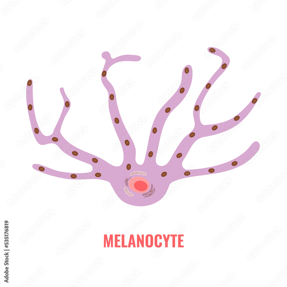Melanocyte cell biology and skin tone pigmentation diagram. Melanin ...