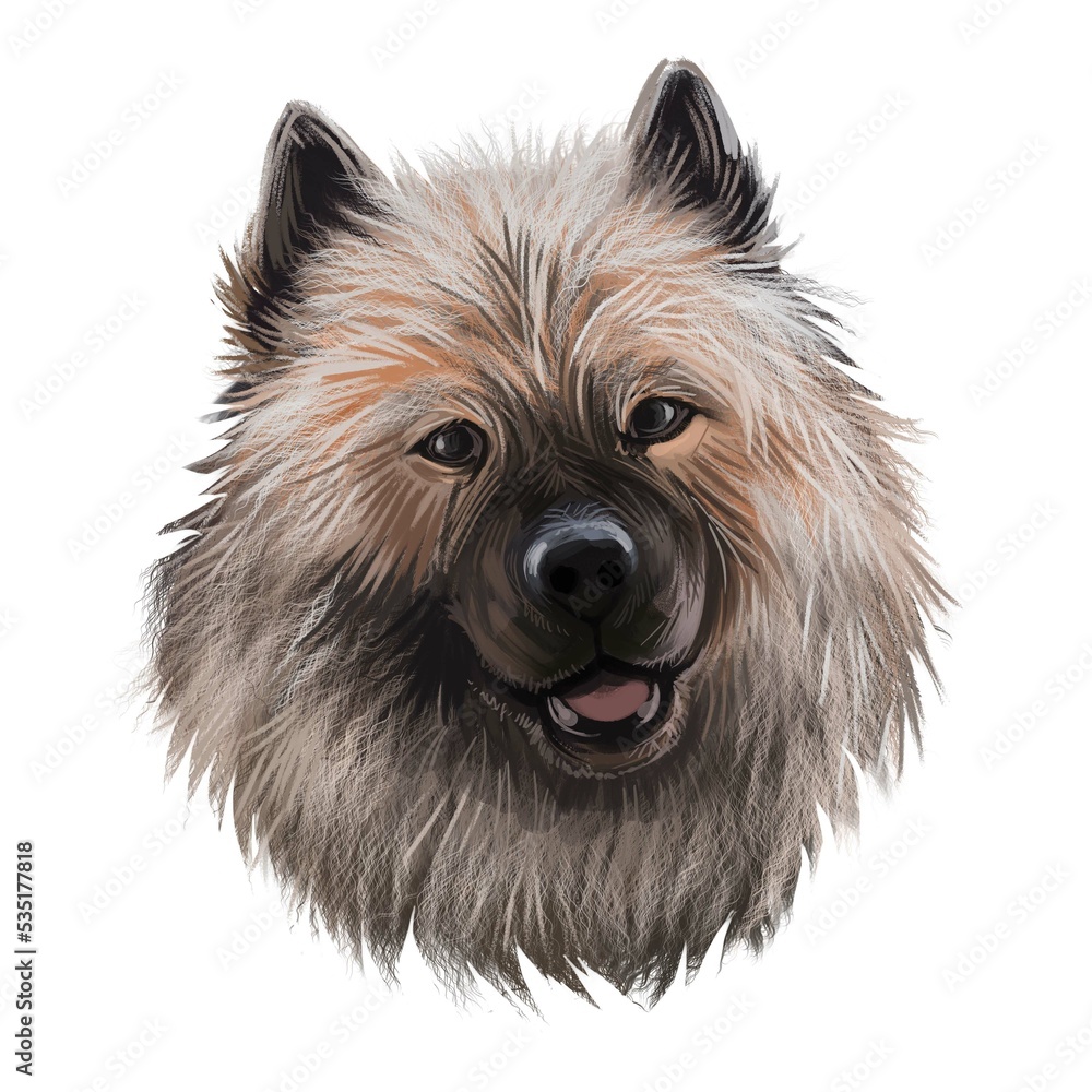 Keeshond, Dutch Barge Dog, German Spitz dog digital art illustration ...