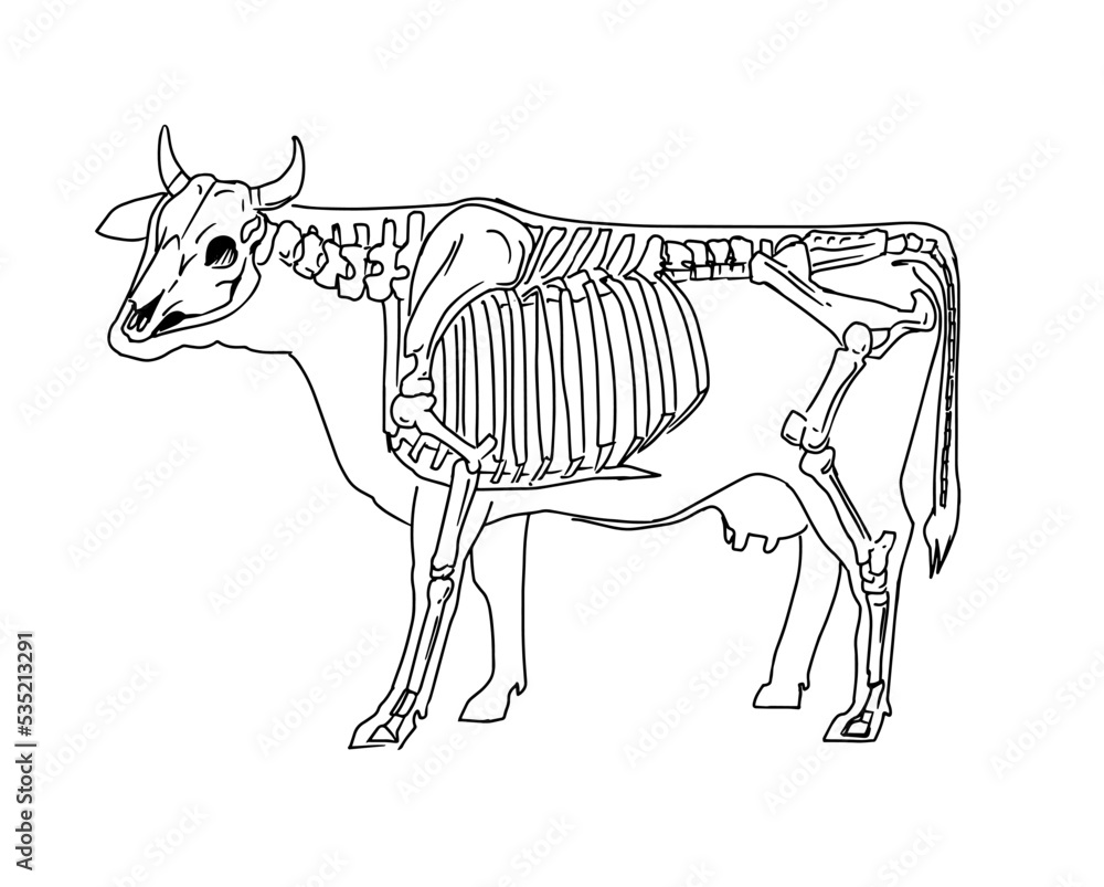 Vetor de Cow skeleton. Sketch vector illustration, line art do Stock ...
