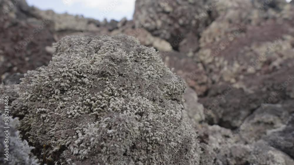 Quaint stones of petrified lava. Live camera view of black rocks under ...