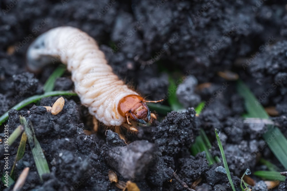 larvae of may beetles in the earth from the lawn Stock Photo | Adobe Stock