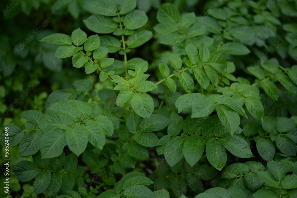 potato bushes, green young leaves potato close-up, leaf veins, stems of ...