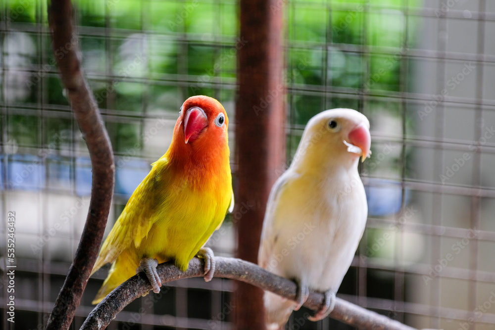 Budgerigar (Melopsittacus undulatus) Small Bird in the Cage. Budgie or ...