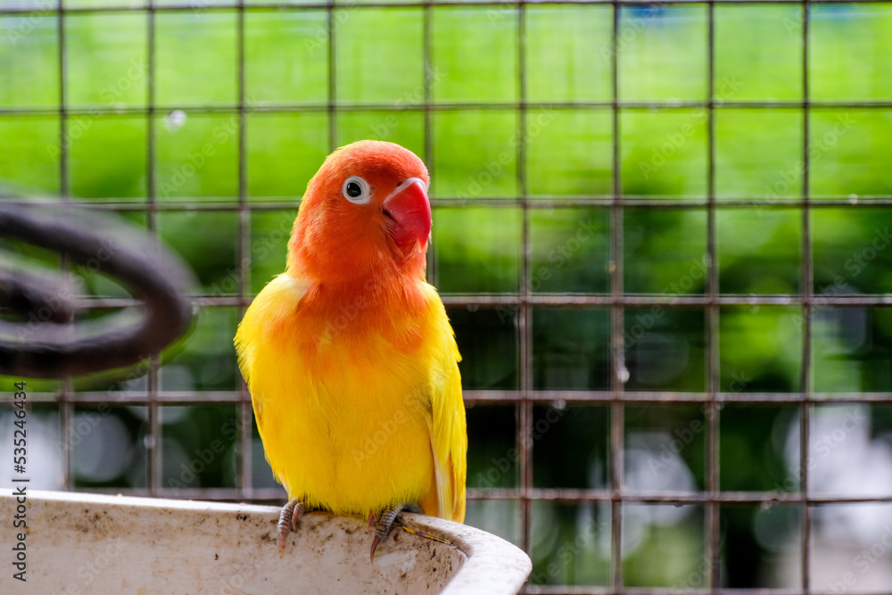 Budgerigar (Melopsittacus undulatus) Small Bird in the Cage. Budgie or ...