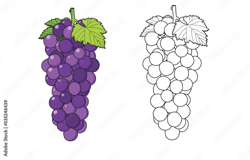 Hand drawn simple outline doodle and coloring of grapes, fresh fruit ...