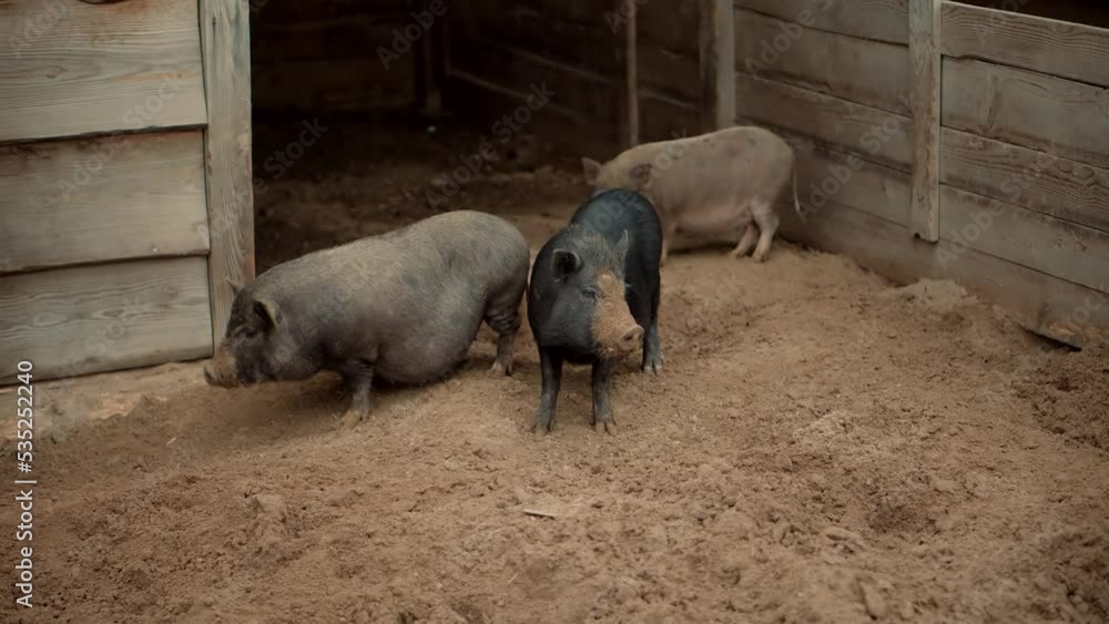 Fattened Swine Covered In Mud Breeding Iberian Pigs Farm. Drove Of Pigs ...