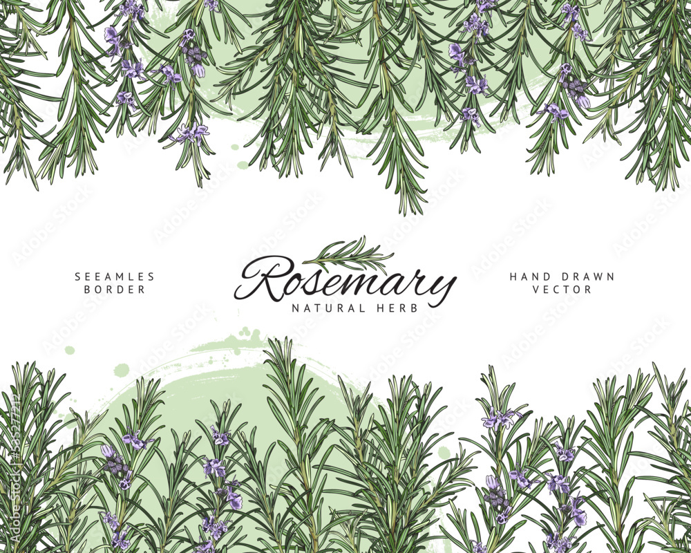 Rosemary seamless border with copy space for text, hand drawn sketch ...