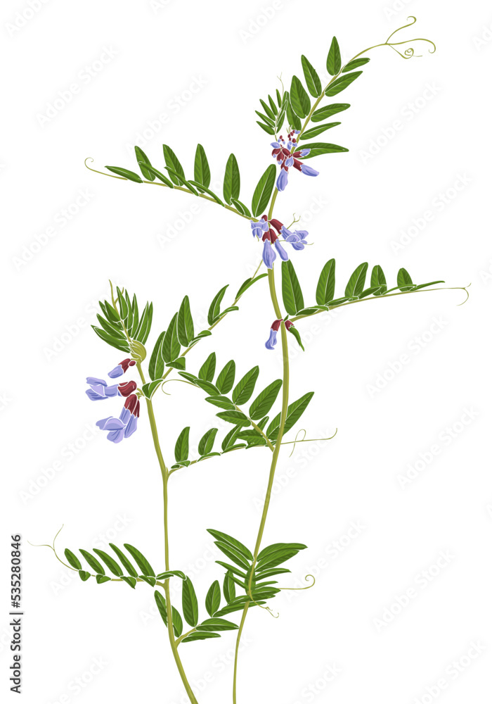 flowers of bush vetch, Vicia sepium, vector drawing wild plant isolated ...