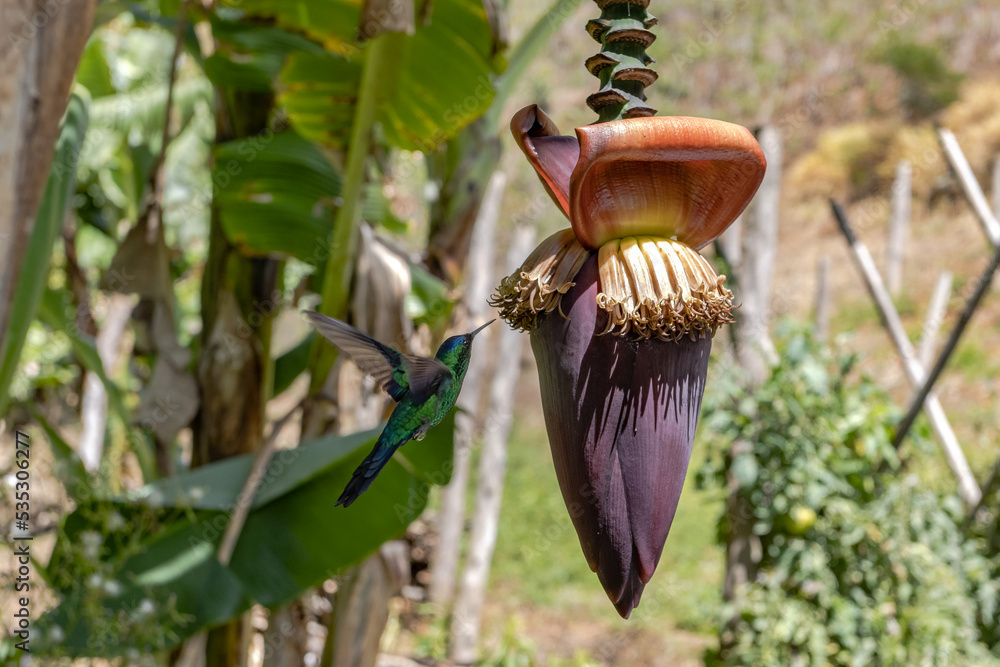 Scissor-tailed hummingbird feeding in the nectar of a banana heart ...