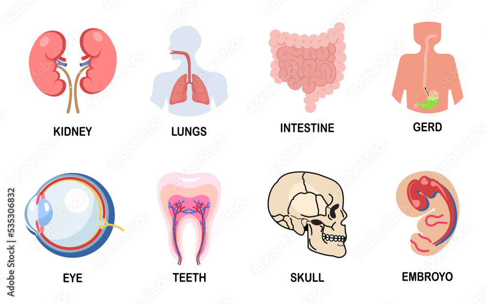 Different human organs. kidney, lungs, intestine, eyes, teeth, skull ...