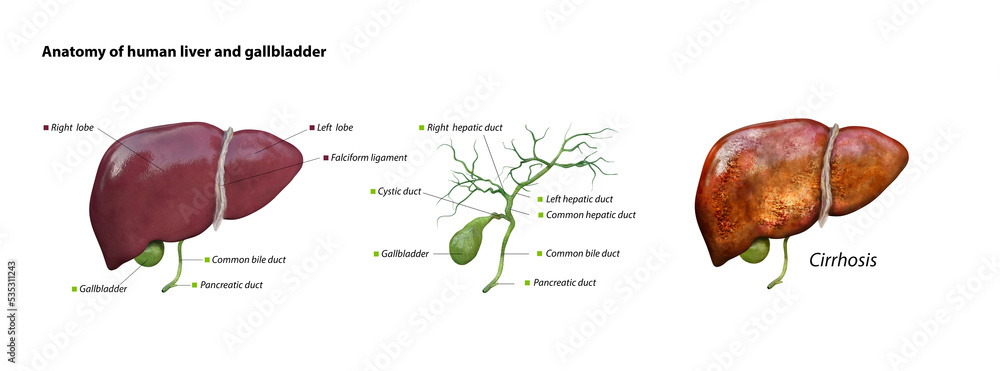 liver and gallbladder anatomy structure. hepatic system organ, Human ...