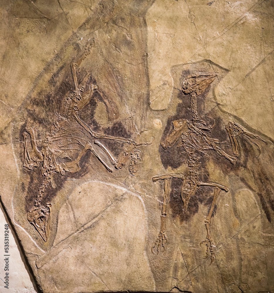 Shanghai, China - April 13 2018: fossil of Confuciusornis at Shanghai ...