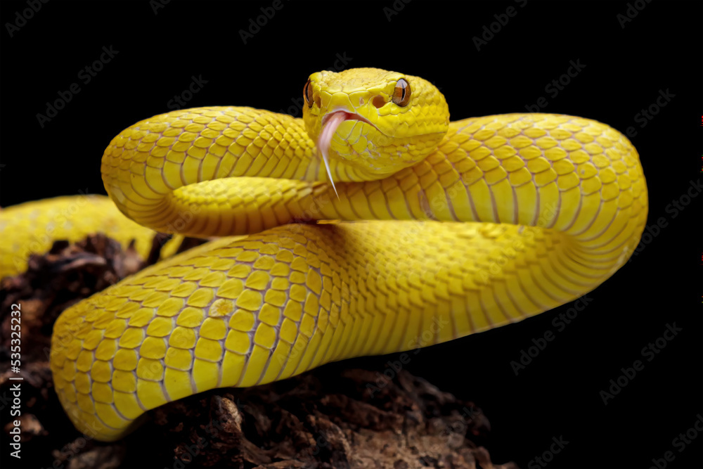 high venomous yellow viper snake isolated on black background Stock ...