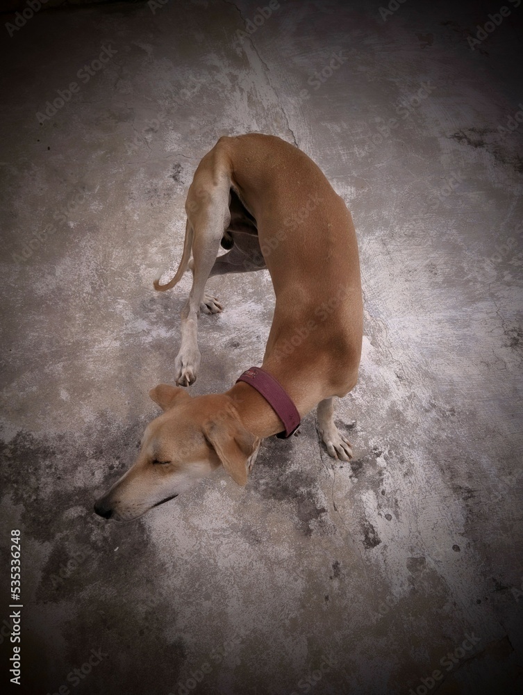 Chippiparai dog a native breed in india standing in the sunlight Stock ...