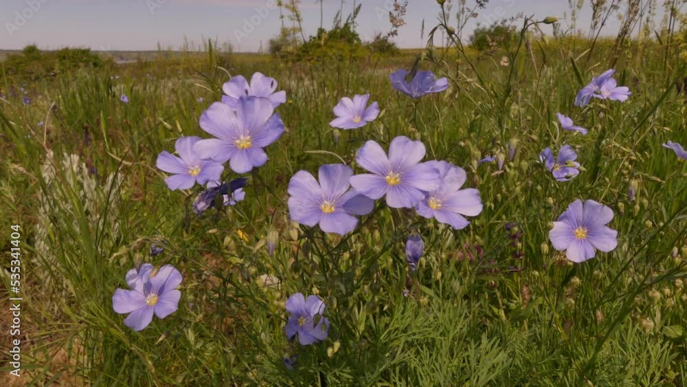 In late spring and early summer wild flax (Linum) blooms in Eurasia ...