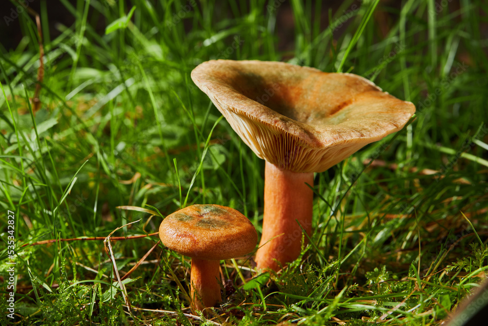 Saffron milk cap (Lactarius deliciosus) mushroom. Bloody milk cap ...