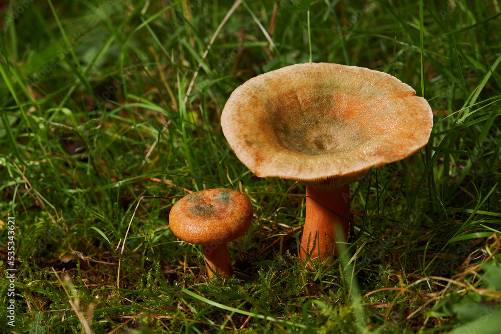 Saffron milk cap (Lactarius deliciosus) mushroom. Bloody milk cap ...