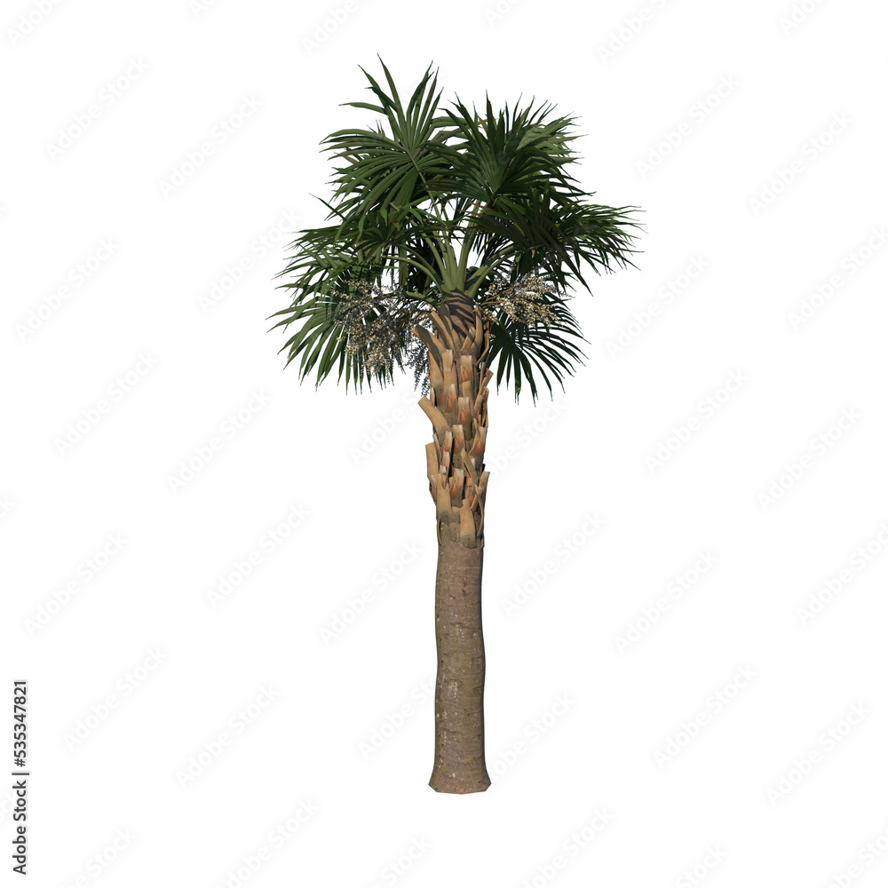 Front view of plant (Young Palmetto Palm Tree 1) tree png Stock ...