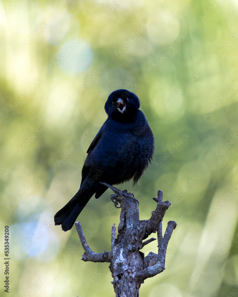 The Shiny Cowbird also Know as Chupim or Mirlo. All the beauty and the ...