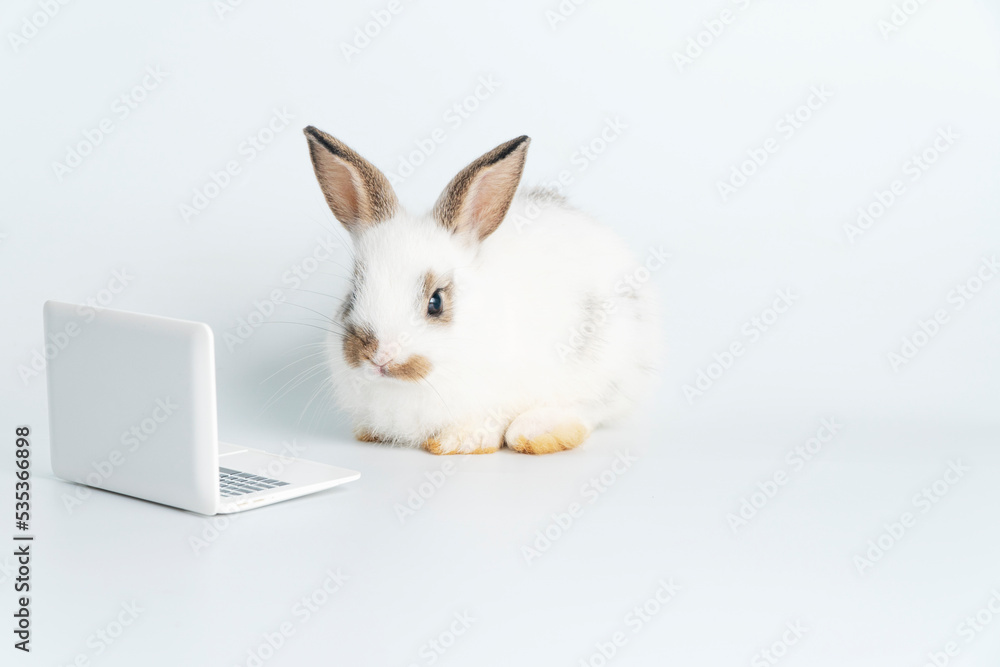 Adorable baby rabbit furry bunny looking at laptop learn something ...