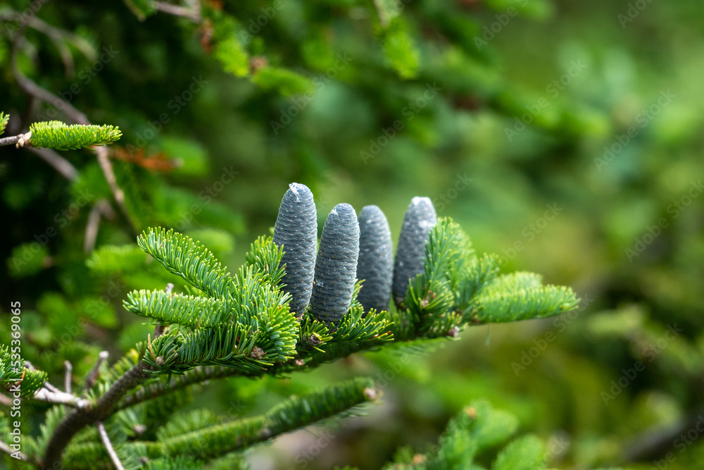 A lush green fir tree in an evergreen forest with multiple blue colored ...