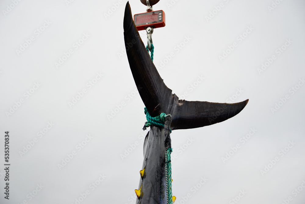 Atlantic bluefin tuna hanging by its dark blue and silver color tail ...